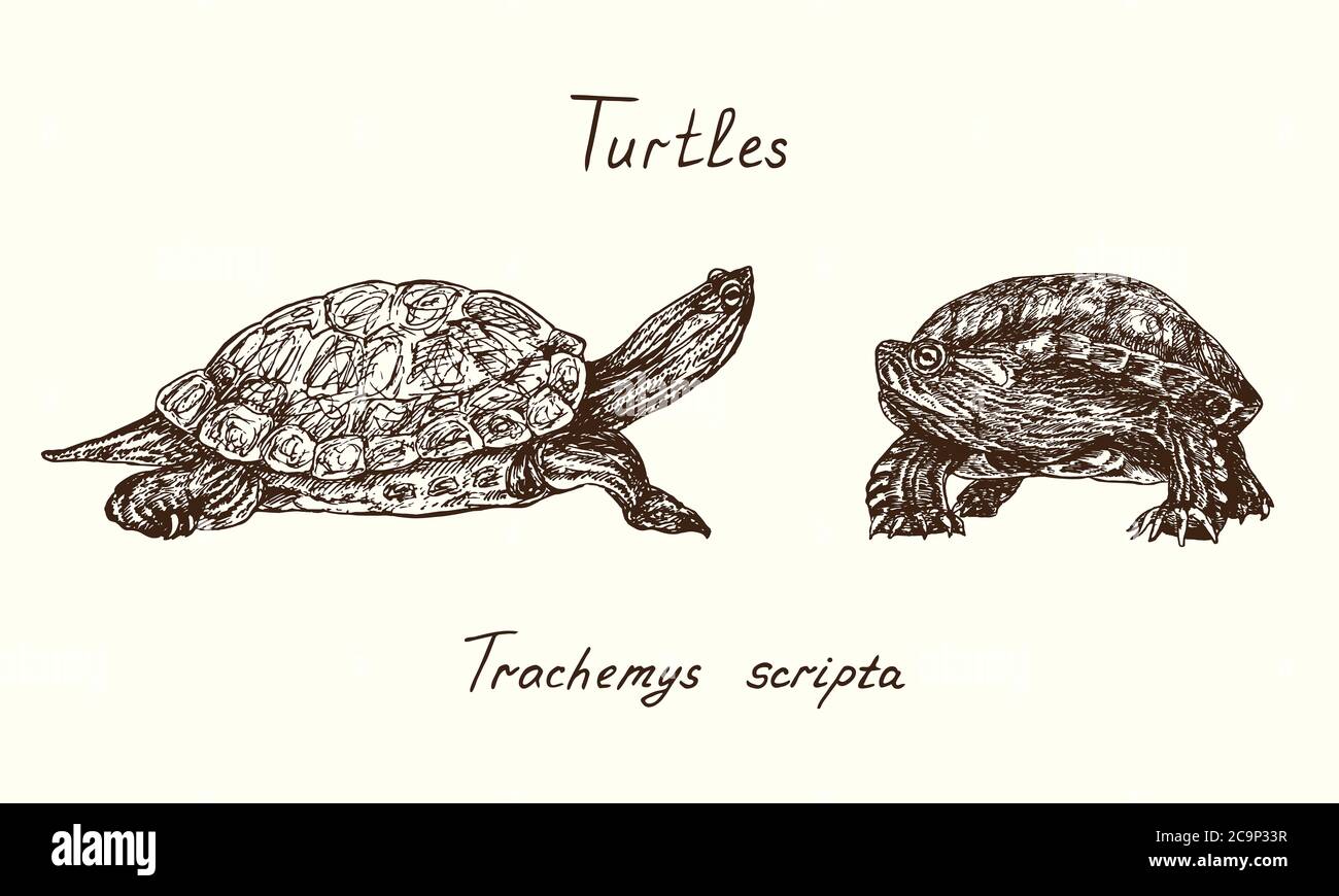 Trachemys scripta elegans (red-eared slider, red-eared terrapin, water ...