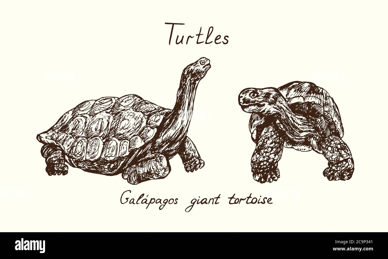 Turtle galapagos drawing hi-res stock photography and images - Alamy