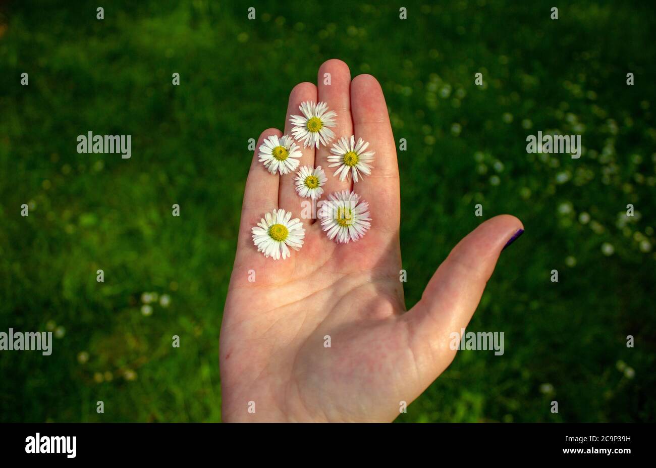 Beautiful female palm with white flowers on a background of green grass ...