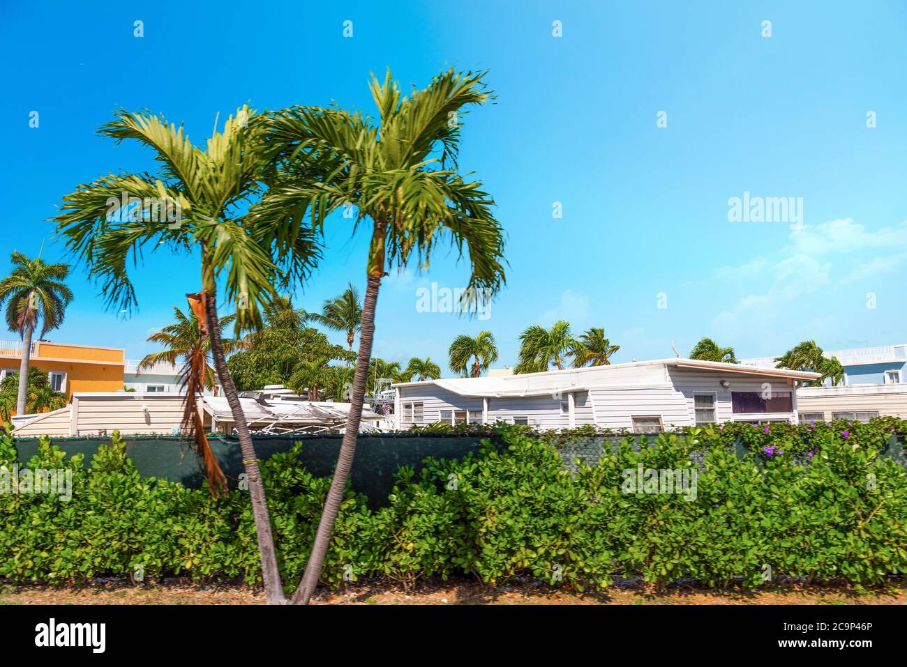 Palm trees under a blue sky in Florida Keys, USA Stock Photo - Alamy