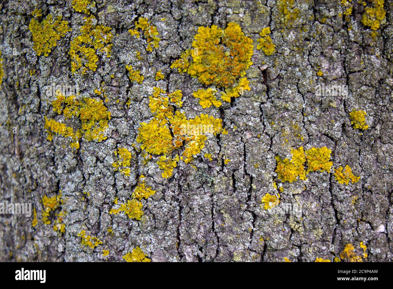 Tree bark with small spots of moss. Beautiful background Stock Photo ...