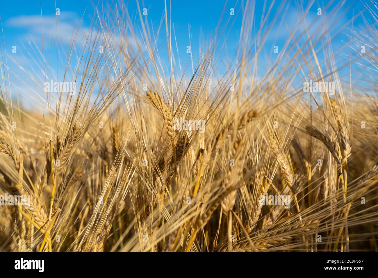 Barley field. Ears of golden Barley. Beautiful Sunset Landscape ...