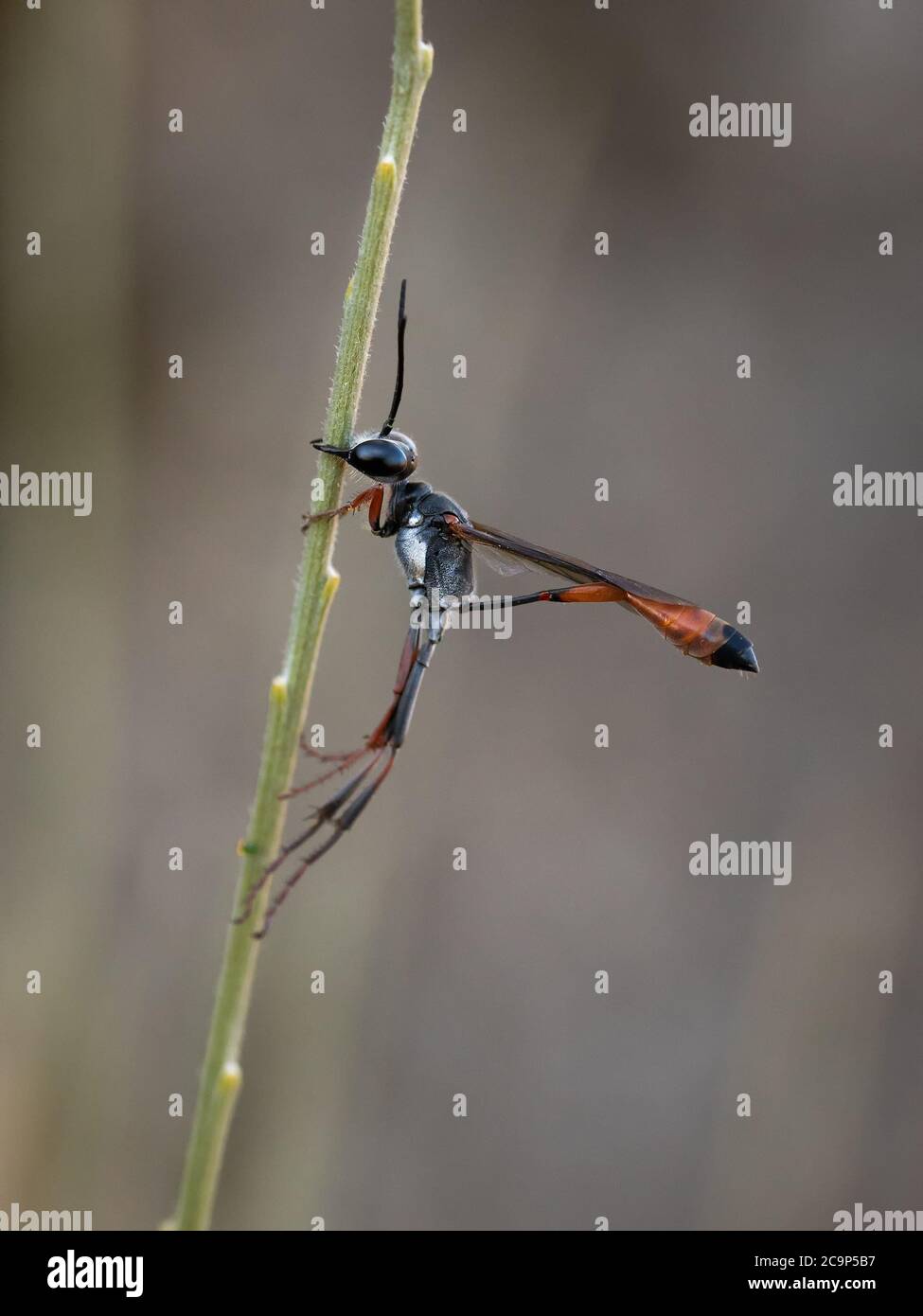 Prionyx kirbii. Digger wasp photographed in their natural environment ...