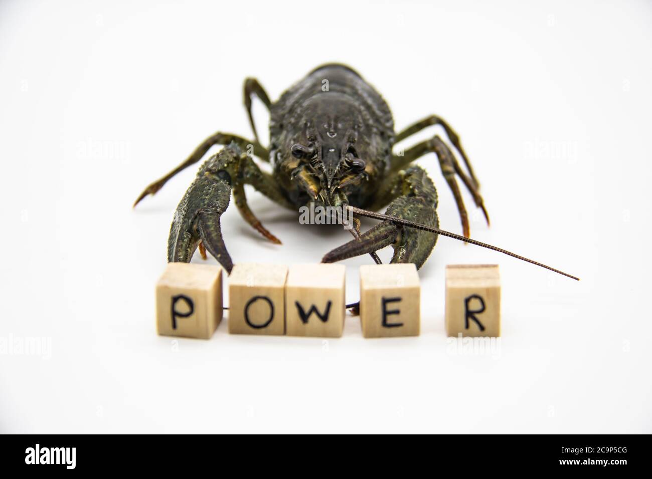 A fresh crayfish from the river on a white background with small wooden ...