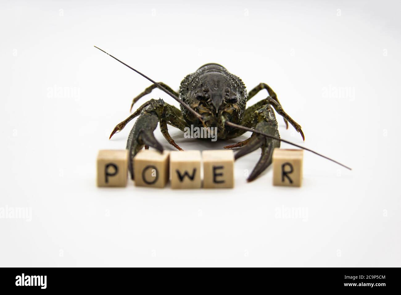 Crab word hi-res stock photography and images - Alamy