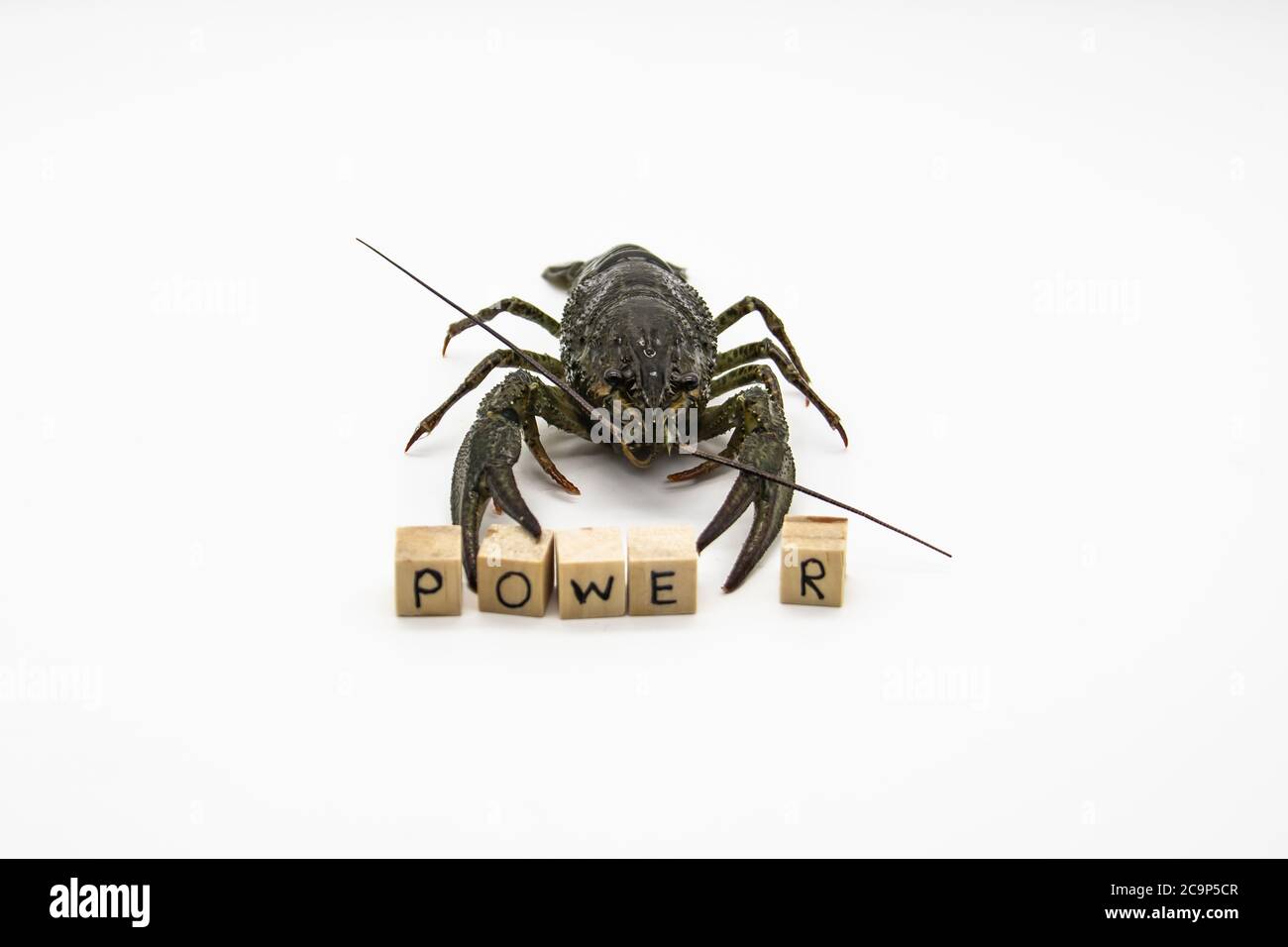 A fresh crayfish from the river on a white background with small wooden ...