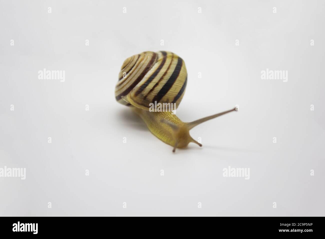 Striped land snail on the white background. Grove snail moving forward ...