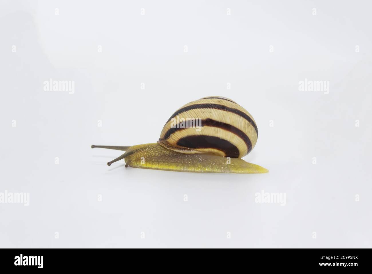 Striped land snail on the white background. Grove snail moving forward ...