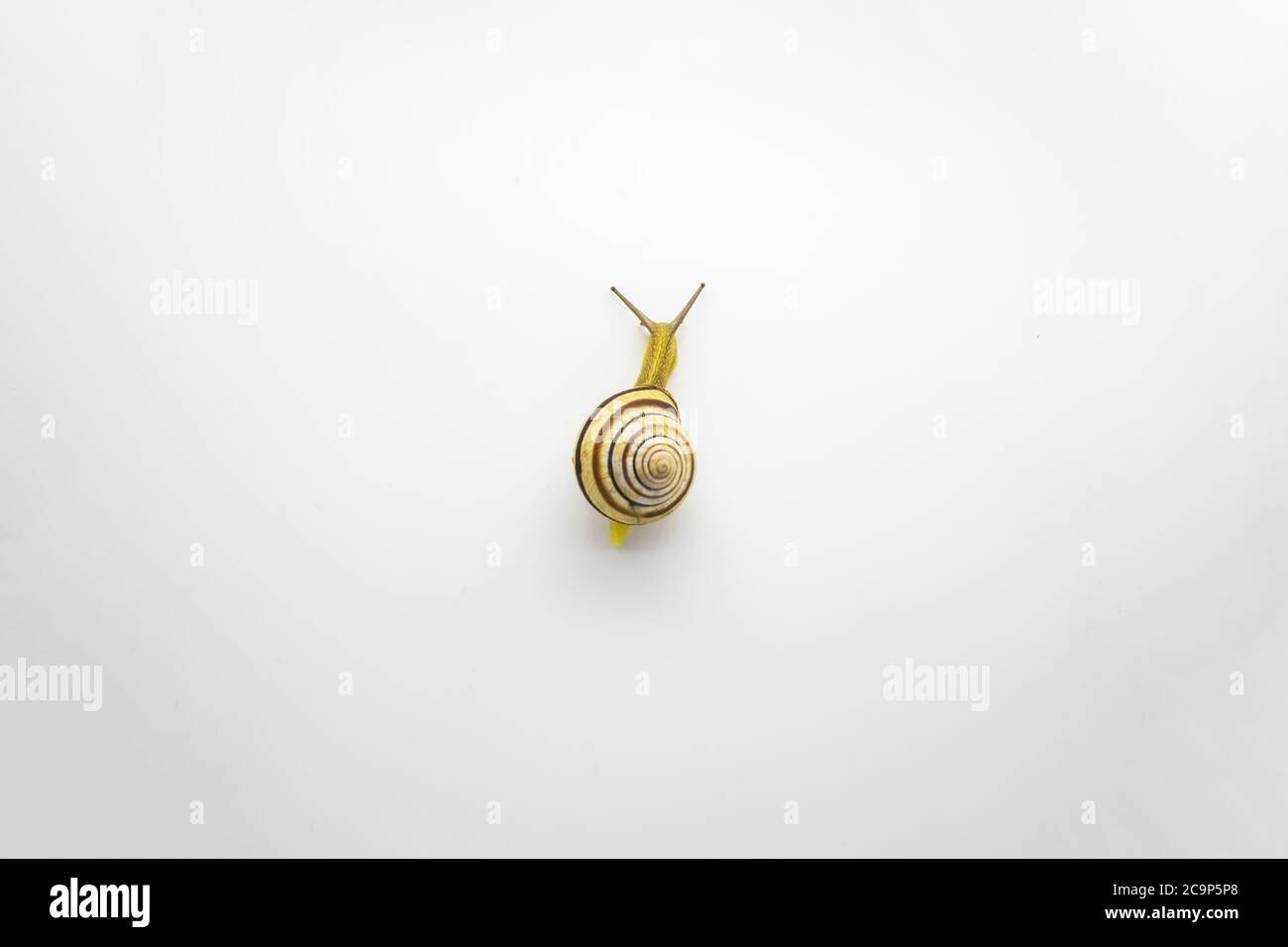 Striped land snail on the white background. Grove snail moving up ...