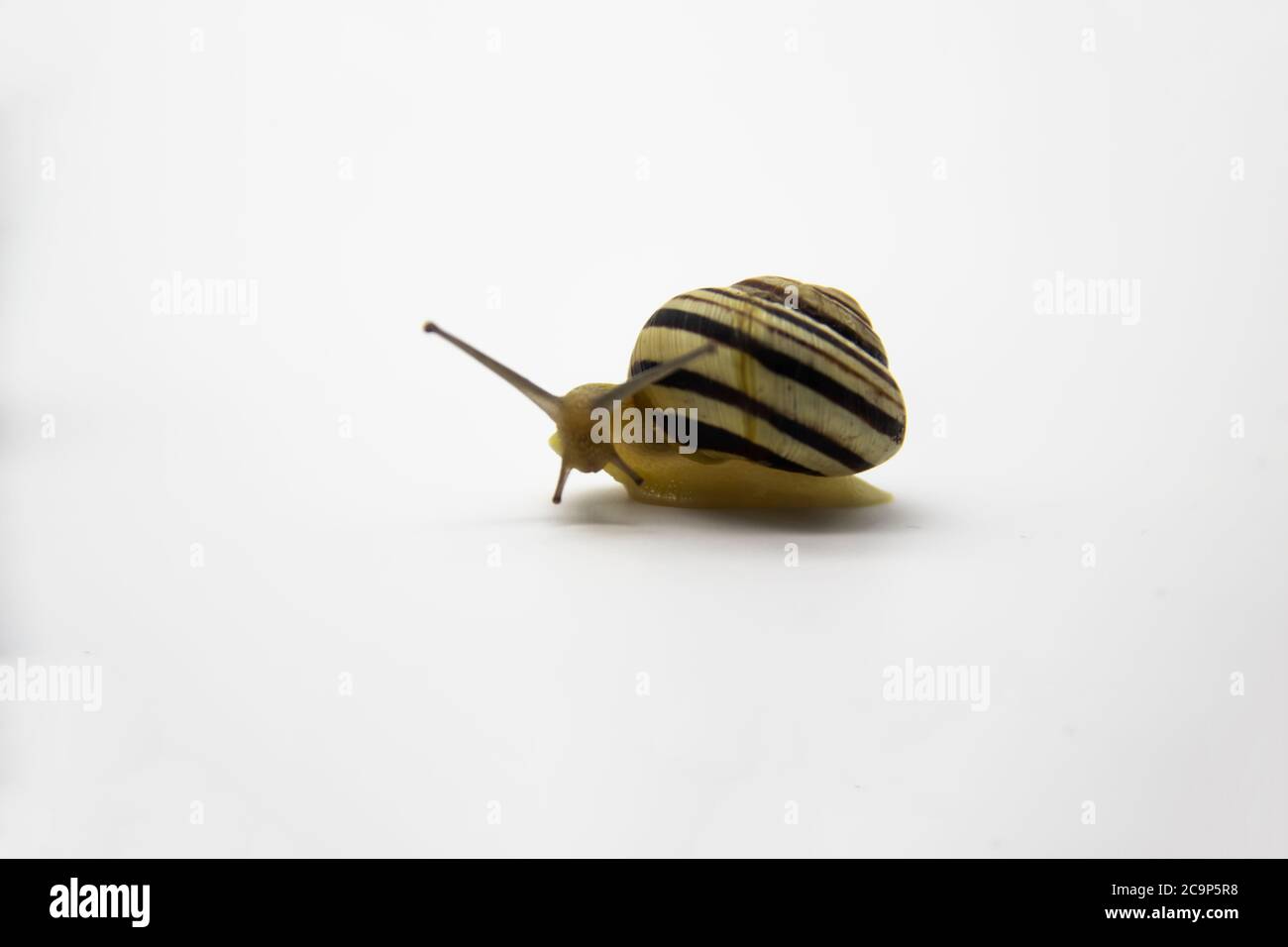 Striped land snail on the white background. Grove snail moving forward ...