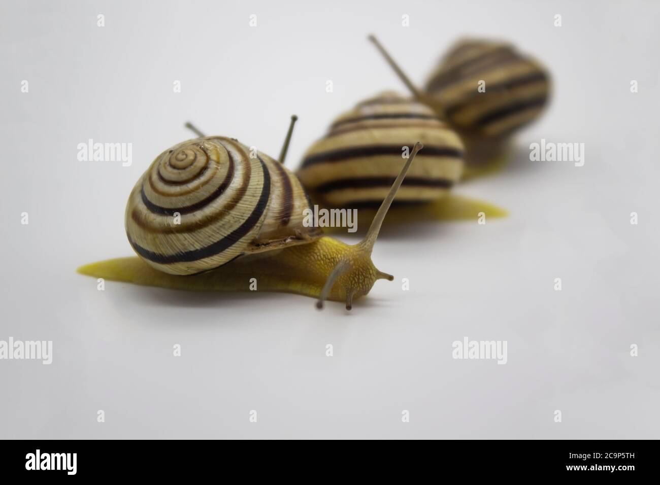 Striped land snails on the grey background Stock Photo - Alamy