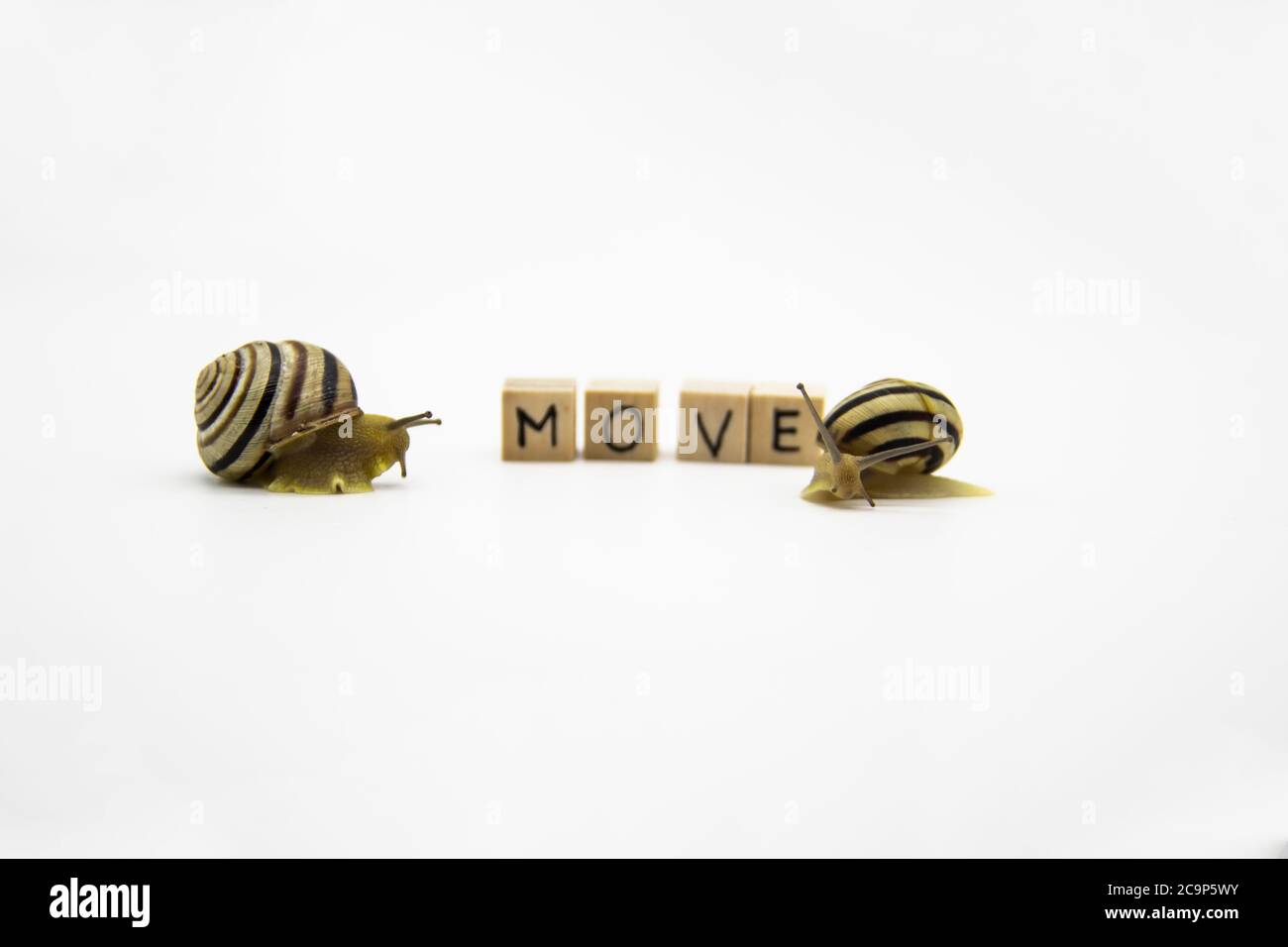 Striped land snails with small wooden cubes with letters isolated on ...