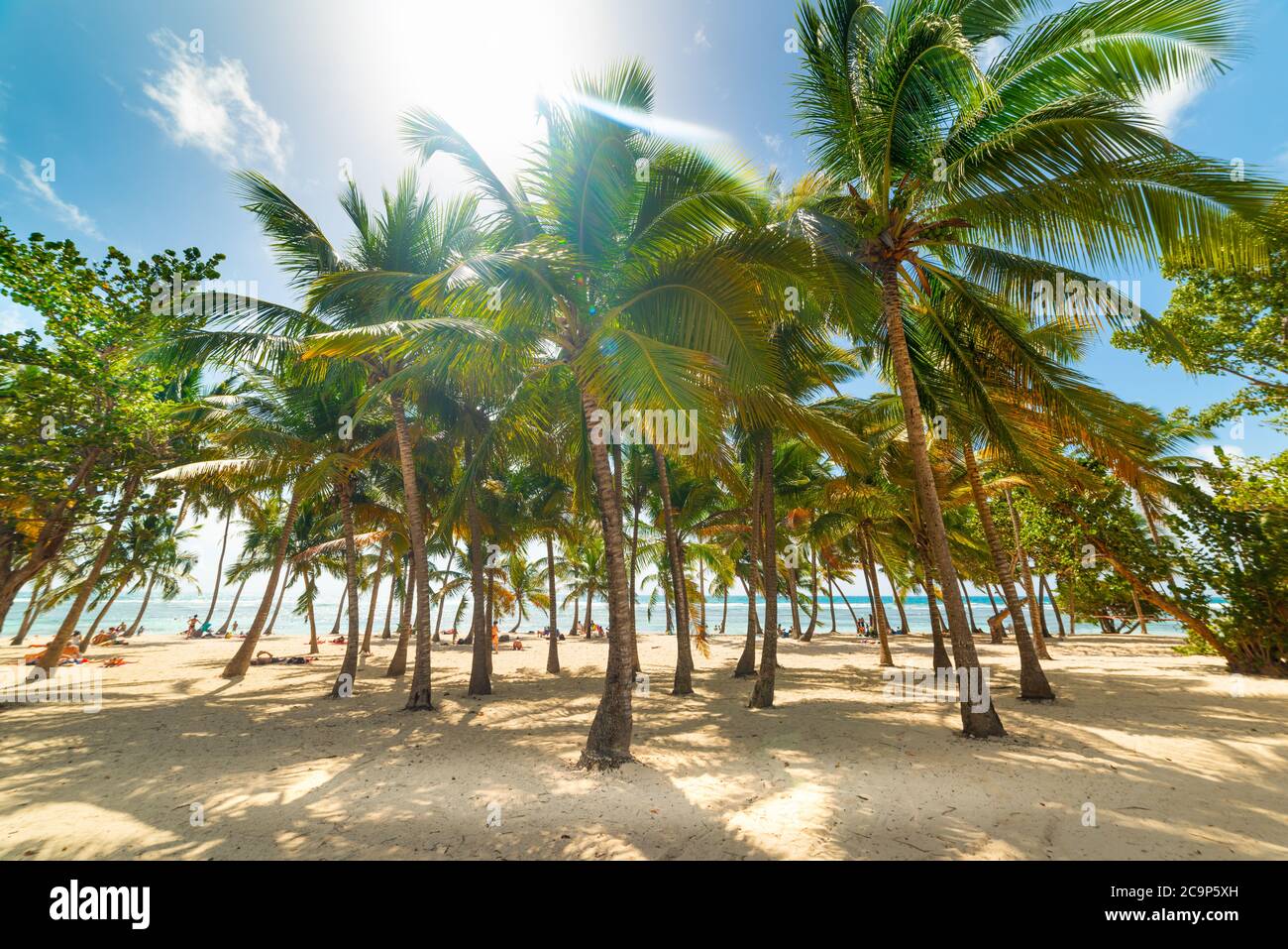 Palm trees in Bois Jolan beach in Guadeloupe, French west indies ...