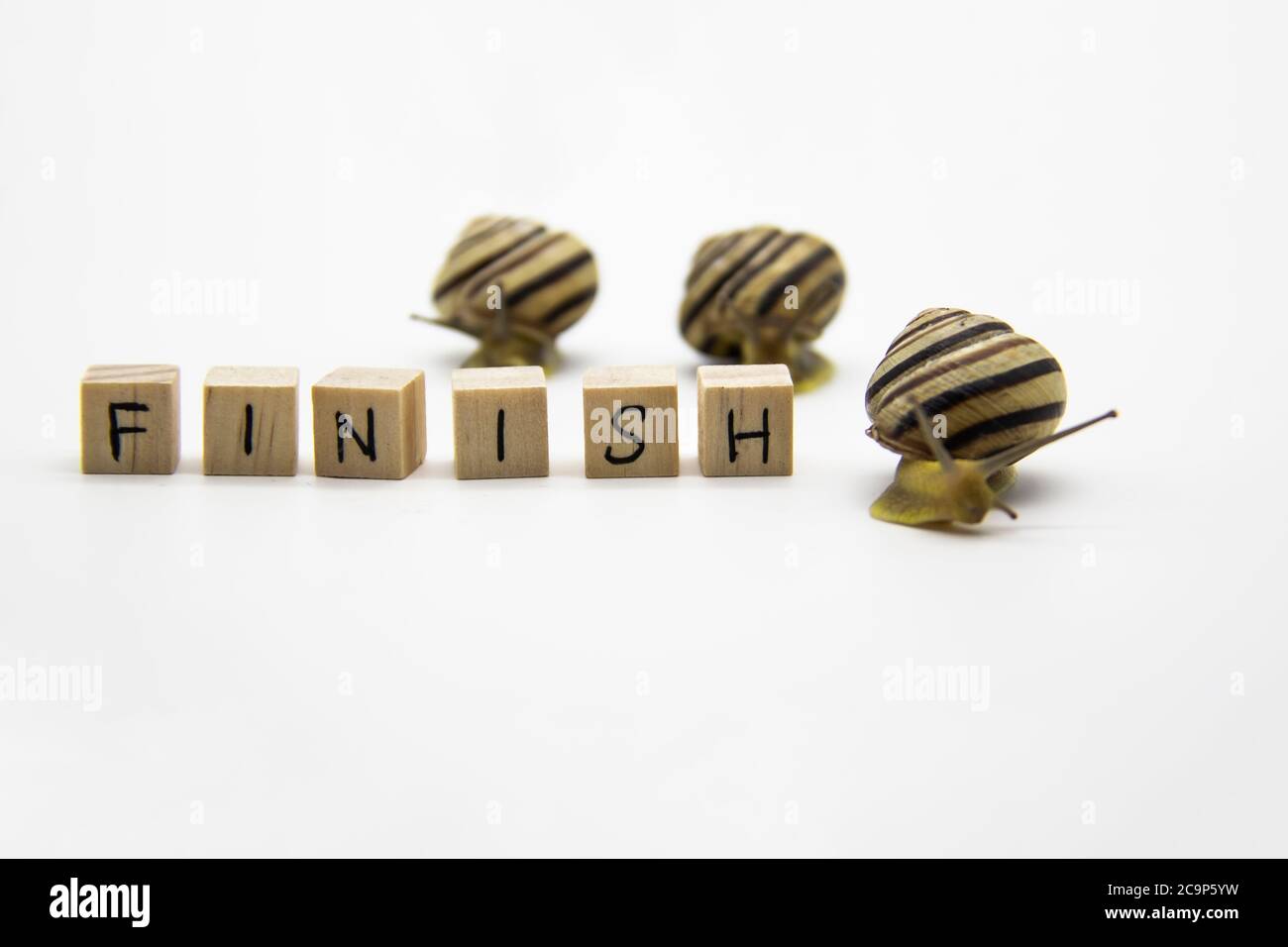 Striped land snails with small wooden cubes with letters isolated on ...