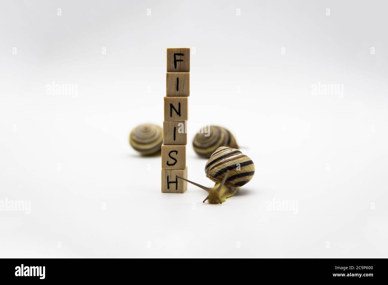 Striped land snails with small wooden cubes with letters isolated on ...