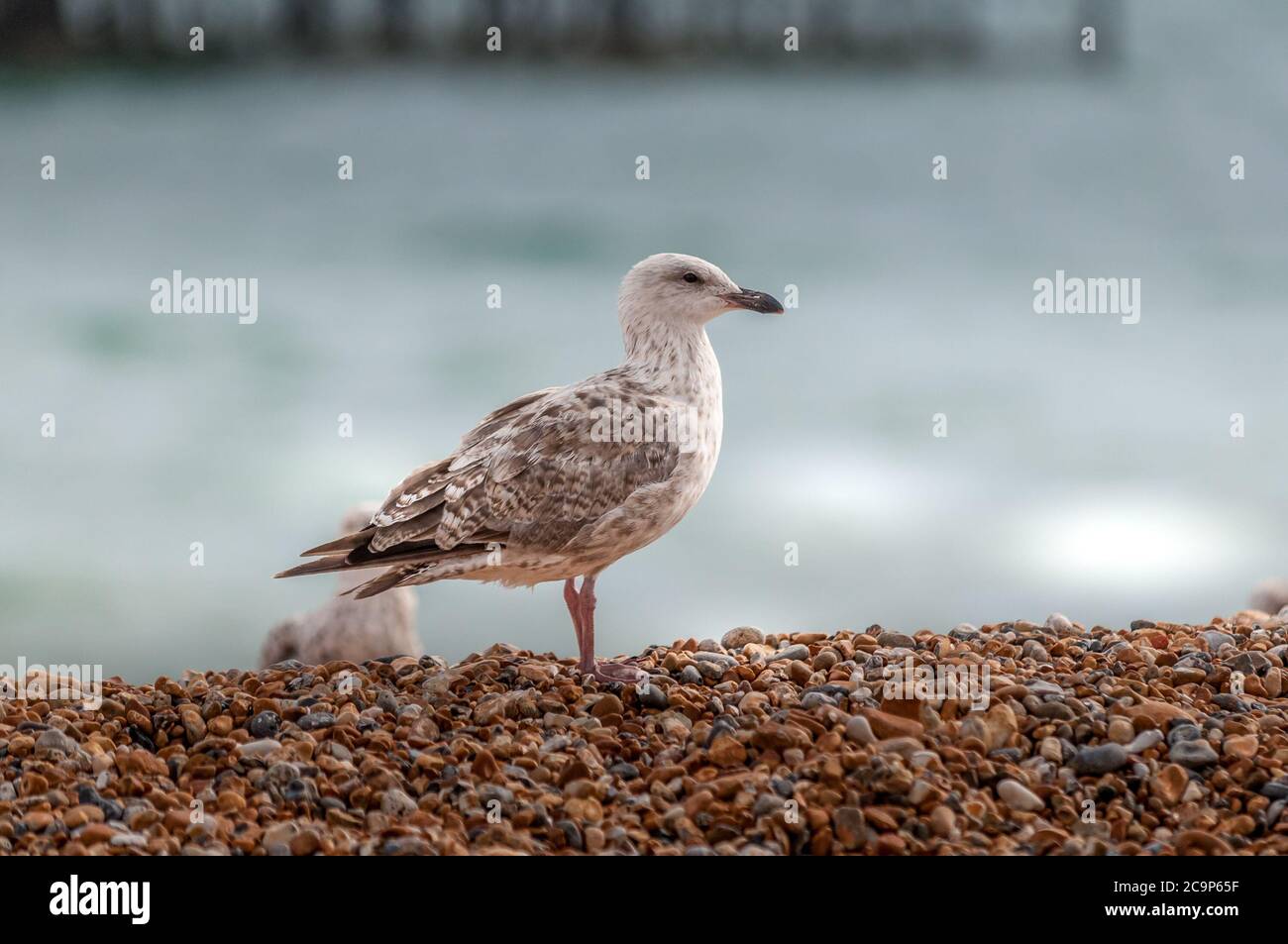 Brighton wildlife hi-res stock photography and images - Alamy