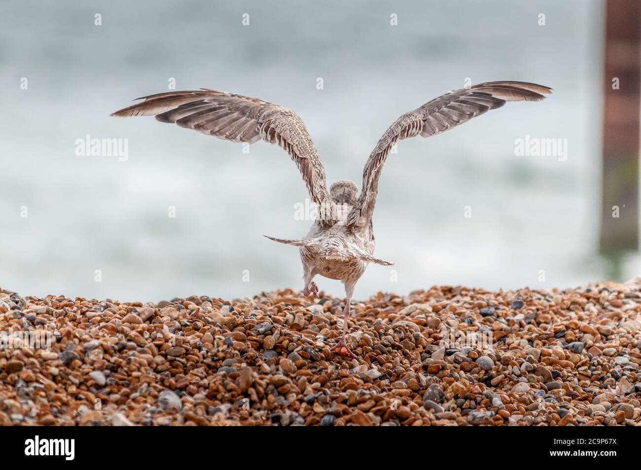 Brighton wildlife hi-res stock photography and images - Alamy