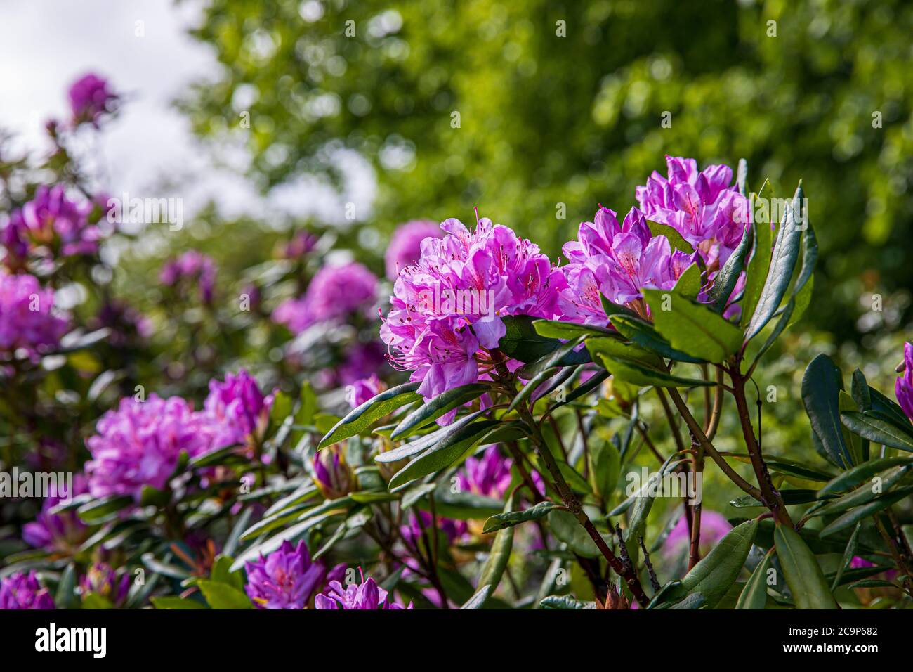 Beautiful fragrant flowers in an English park in Wolverhampton Stock ...