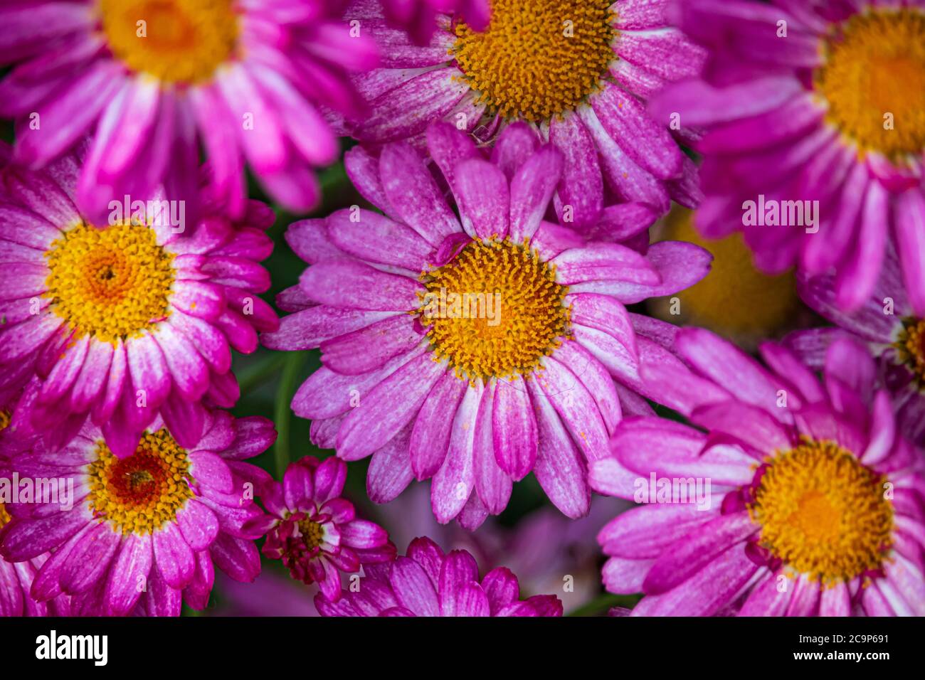 Beautiful fragrant flowers in an English park in Wolverhampton Stock ...