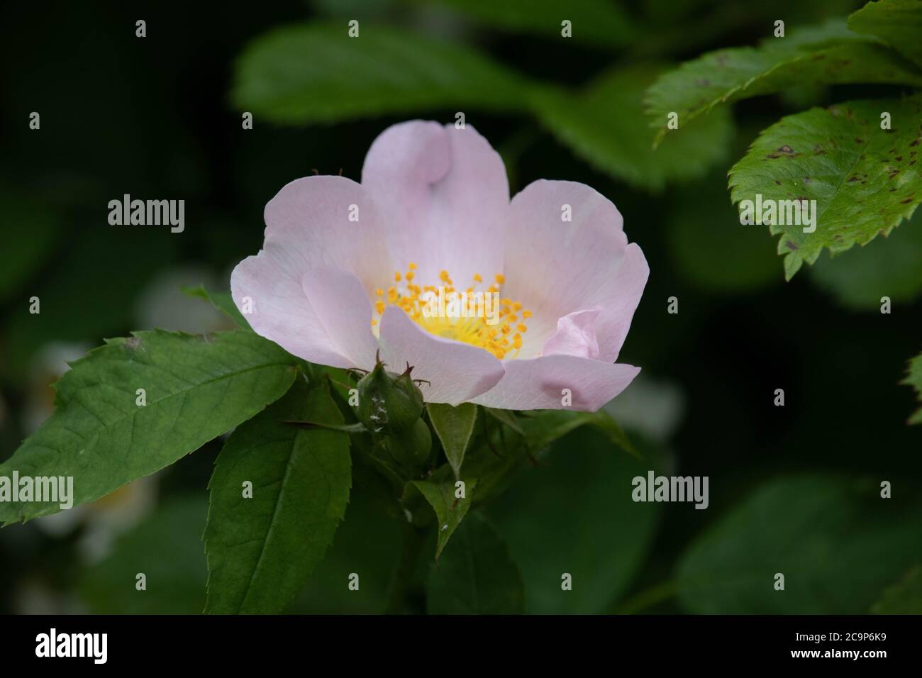 Beautiful fragrant flowers in an English park in Wolverhampton Stock ...