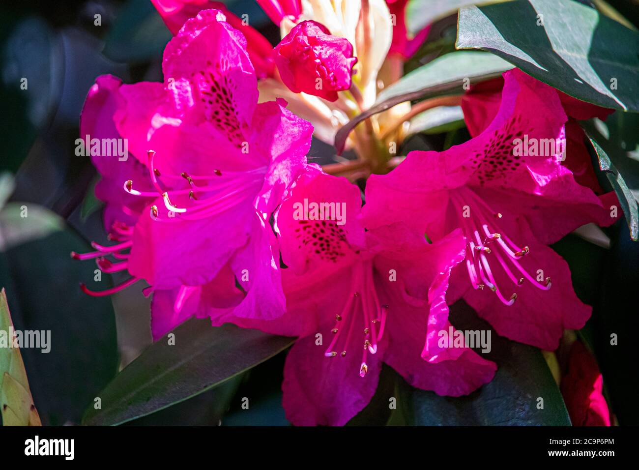 Beautiful fragrant flowers in an English park in Wolverhampton Stock ...