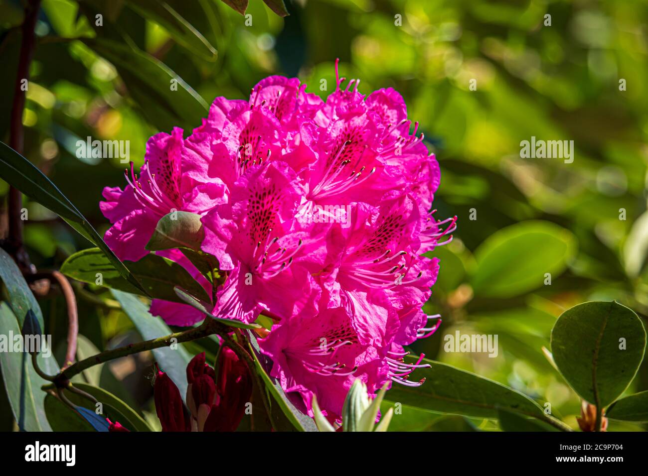 Beautiful fragrant flowers in an English park in Wolverhampton Stock ...