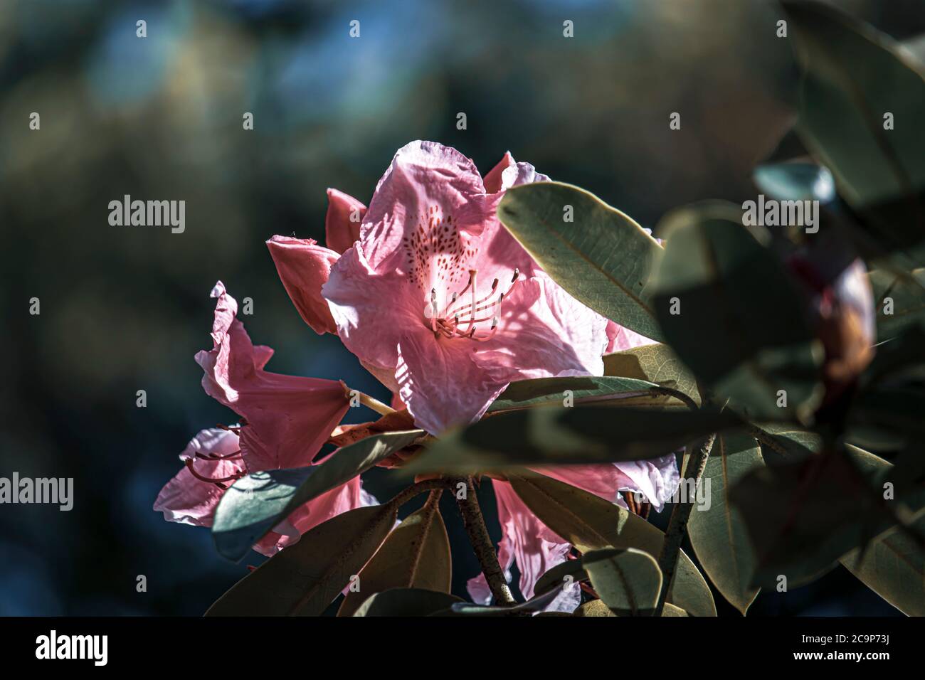 Beautiful fragrant flowers in an English park in Wolverhampton Stock ...