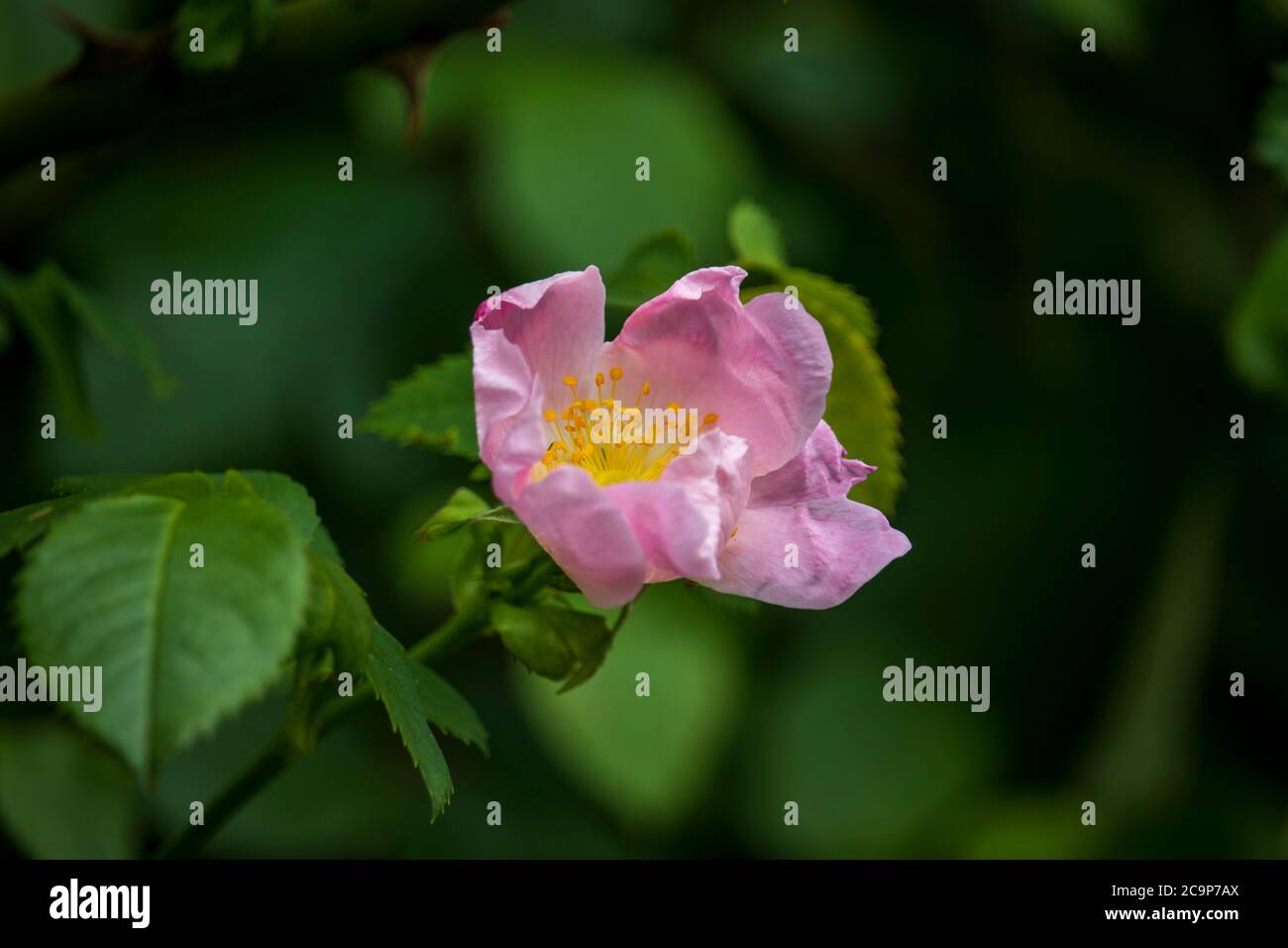Beautiful fragrant flowers in an English park in Wolverhampton Stock ...