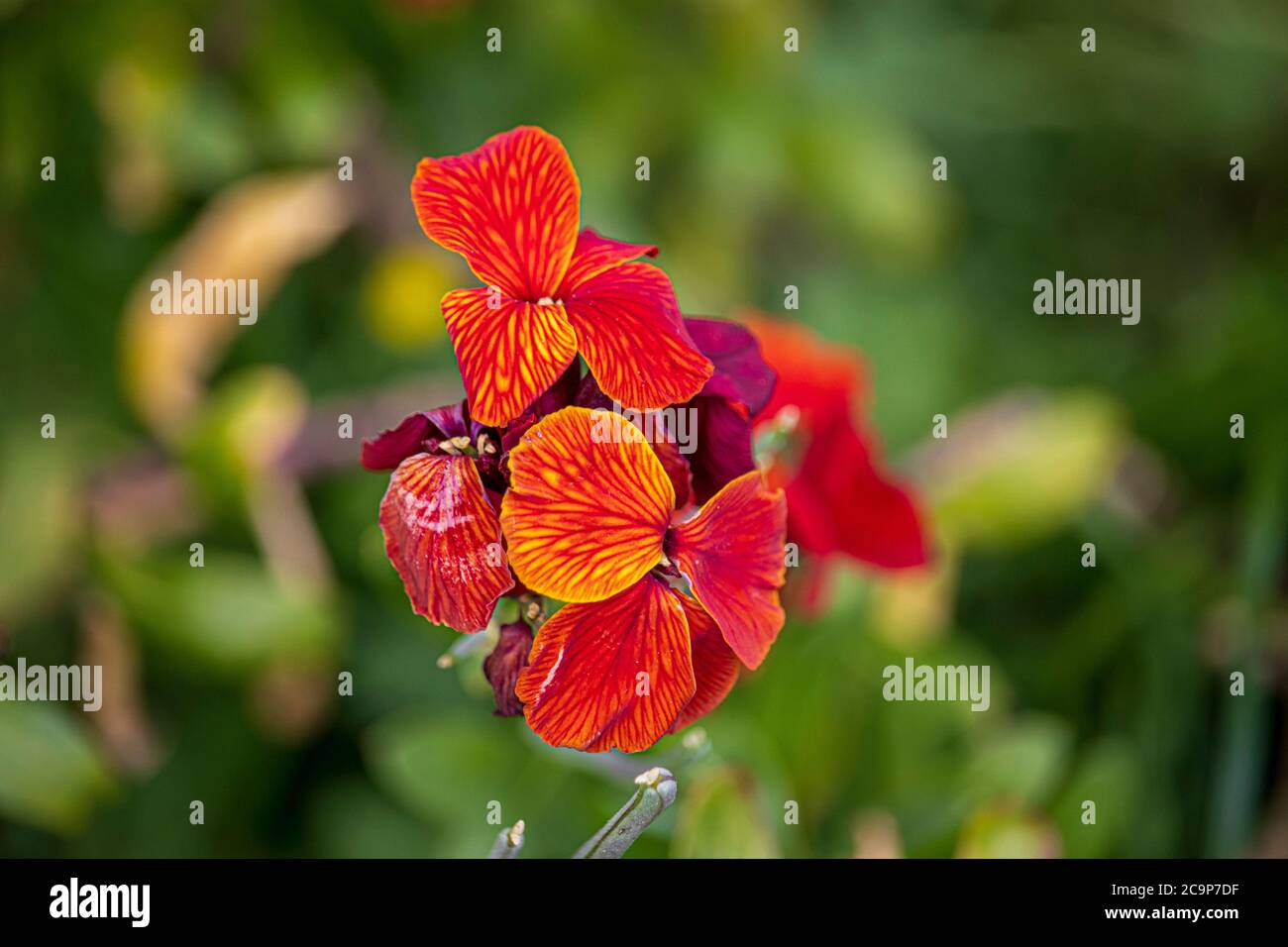Beautiful fragrant flowers in an English park in Wolverhampton Stock ...