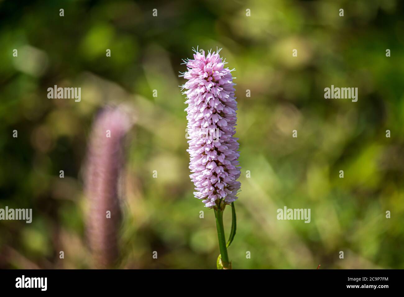 Beautiful fragrant flowers in an English park in Wolverhampton Stock ...