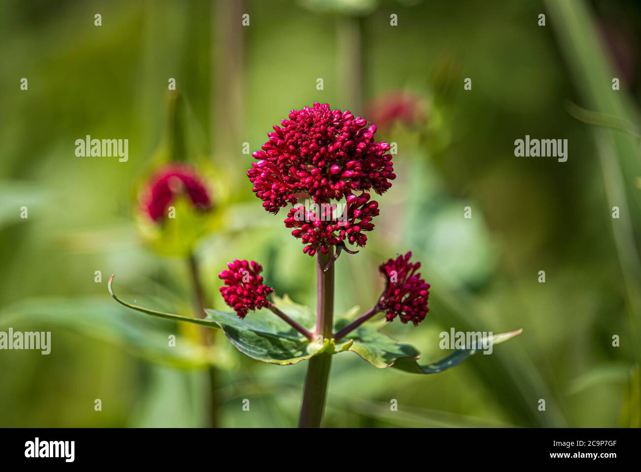 Beautiful fragrant flowers in an English park in Wolverhampton Stock ...
