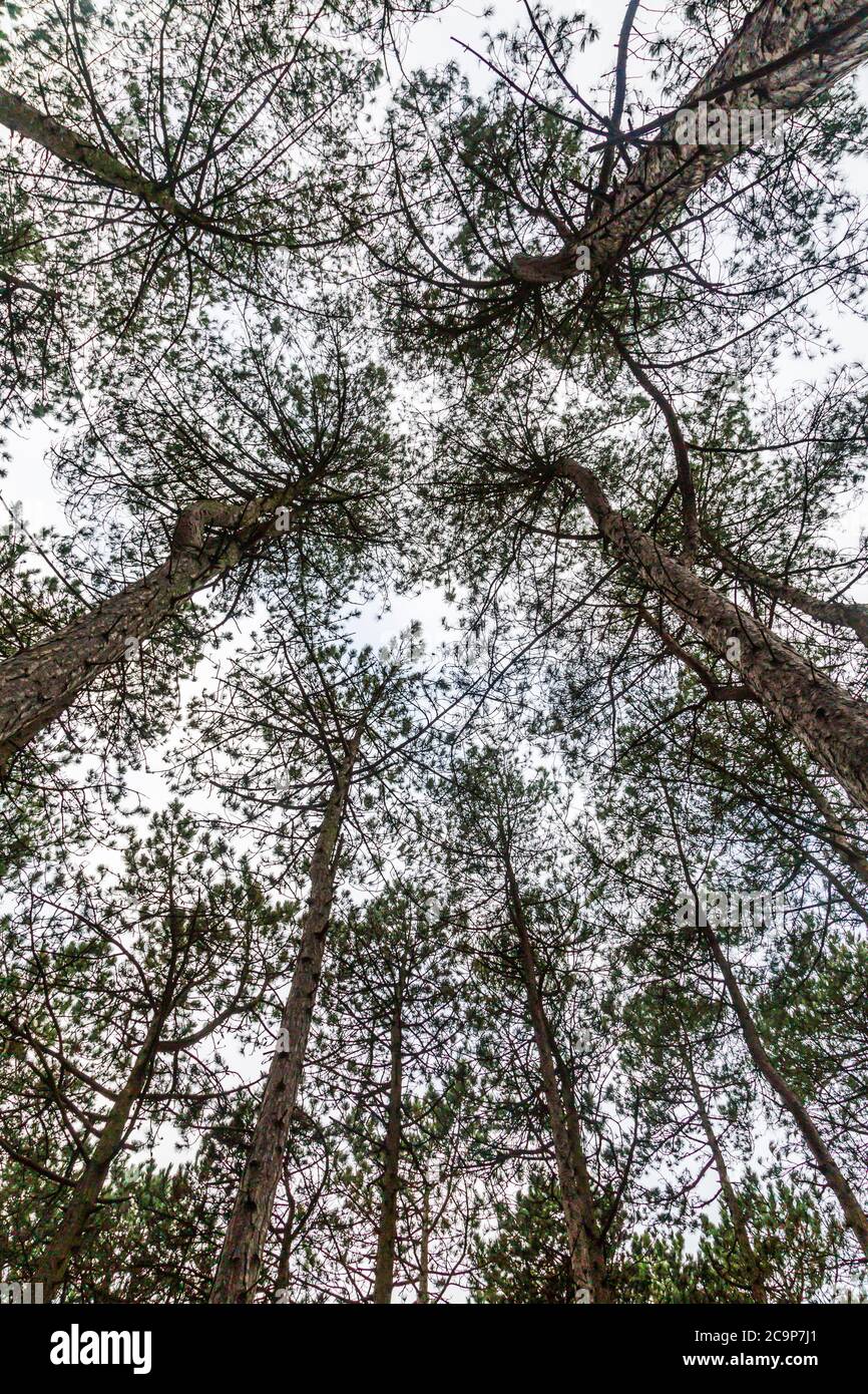 Looking up at tall trees in woodland Stock Photo - Alamy