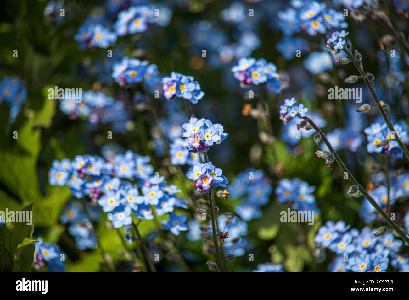 Beautiful fragrant flowers in an English park in Wolverhampton Stock ...