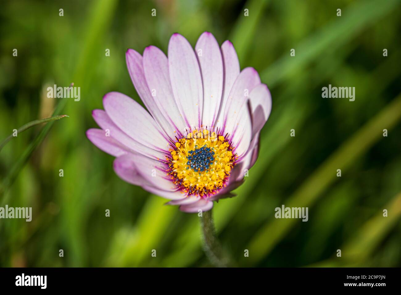 Beautiful fragrant flowers in an English park in Wolverhampton Stock ...