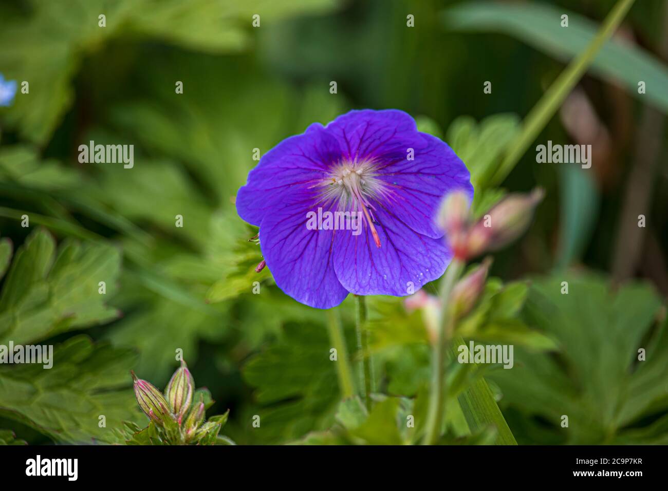 Beautiful fragrant flowers in an English park in Wolverhampton Stock ...