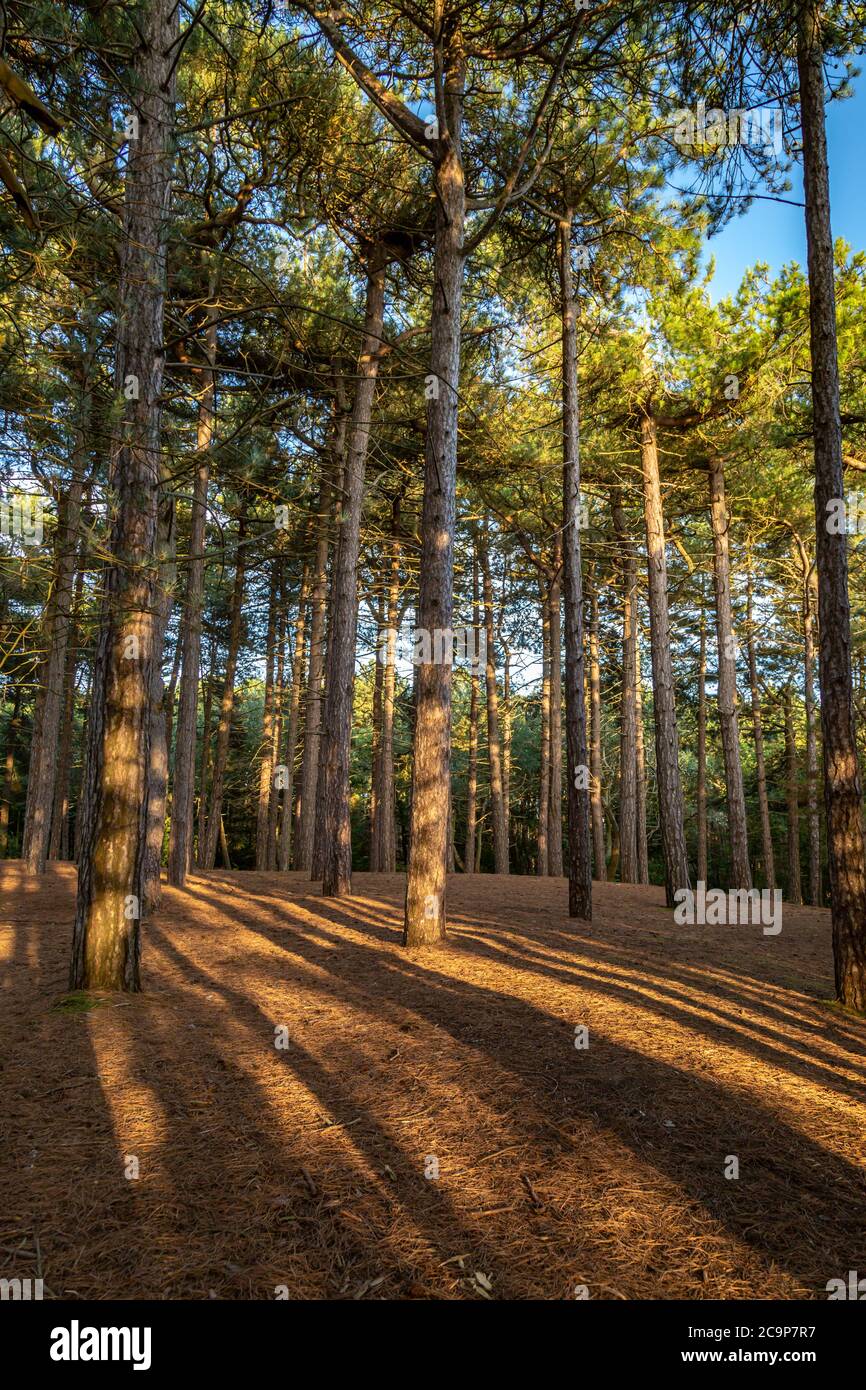 Pine trees and evening shadows in woodland Stock Photo - Alamy