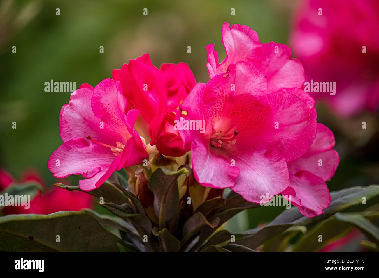 Beautiful fragrant flowers in an English park in Wolverhampton Stock ...