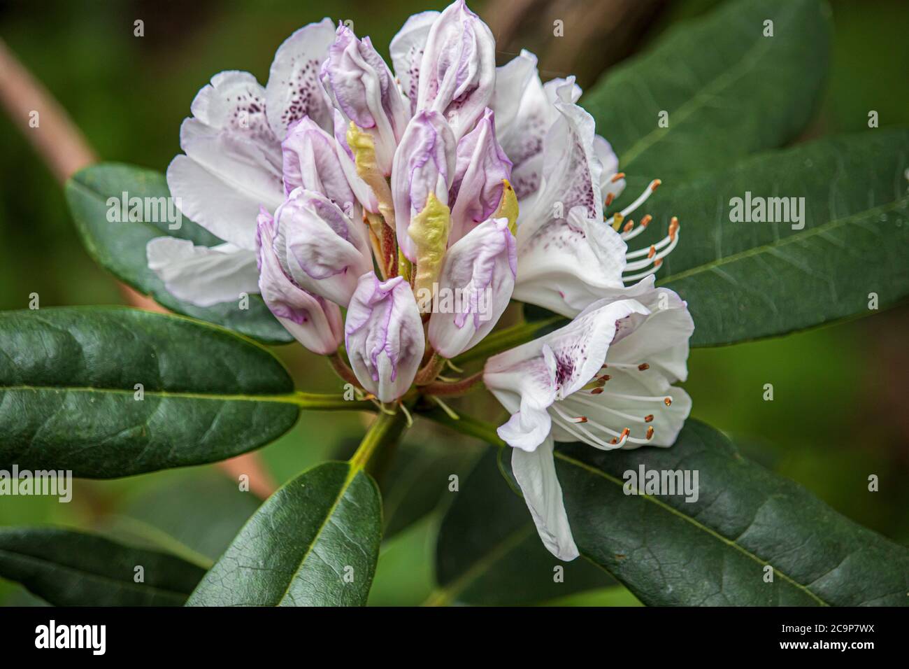 Beautiful fragrant flowers in an English park in Wolverhampton Stock ...