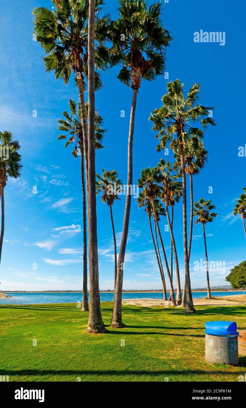 Mission beach palm tree view hi-res stock photography and images - Alamy