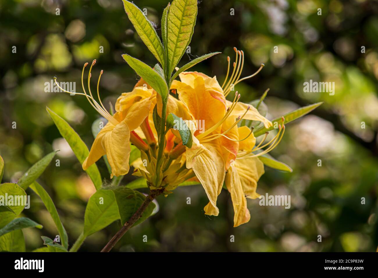 Beautiful fragrant flowers in an English park in Wolverhampton Stock ...