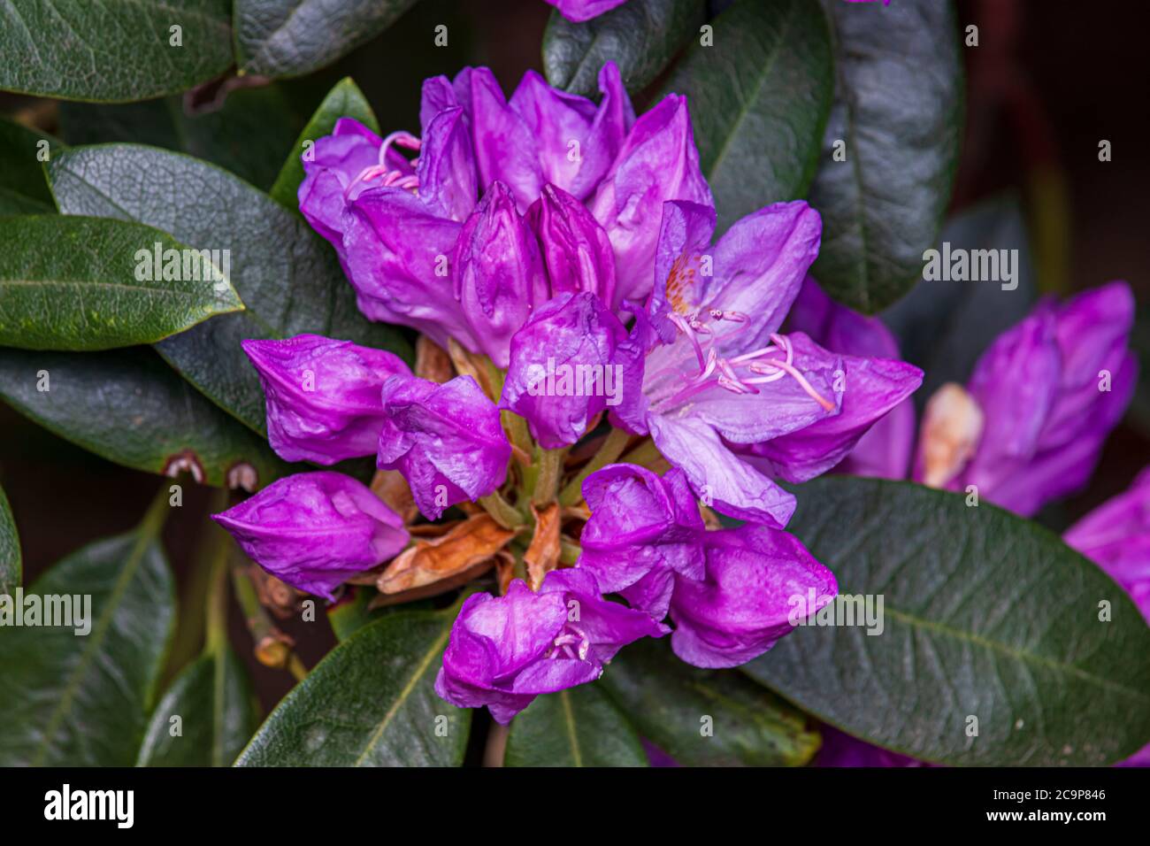 Beautiful fragrant flowers in an English park in Wolverhampton Stock ...
