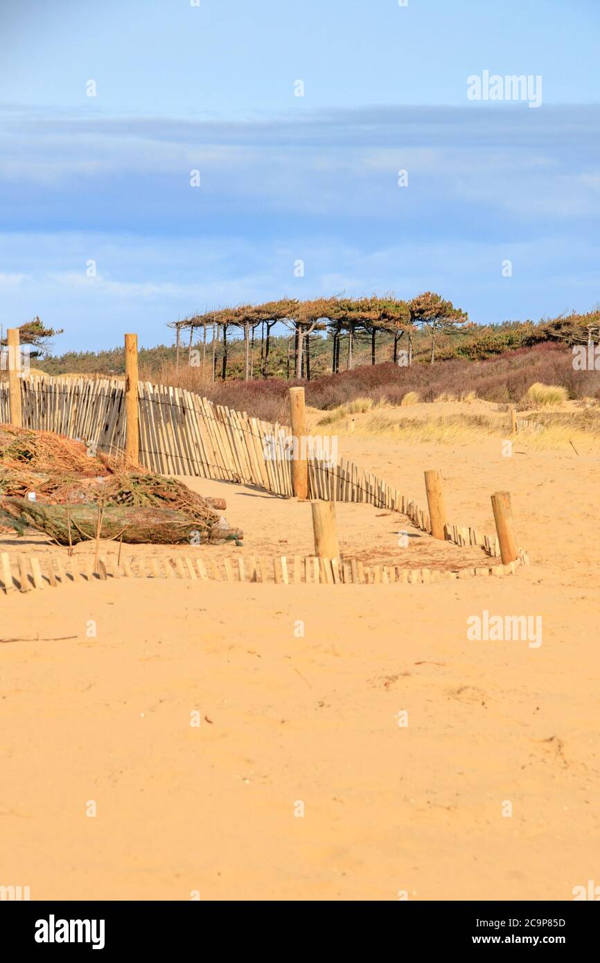 Formby beach trees hi-res stock photography and images - Alamy