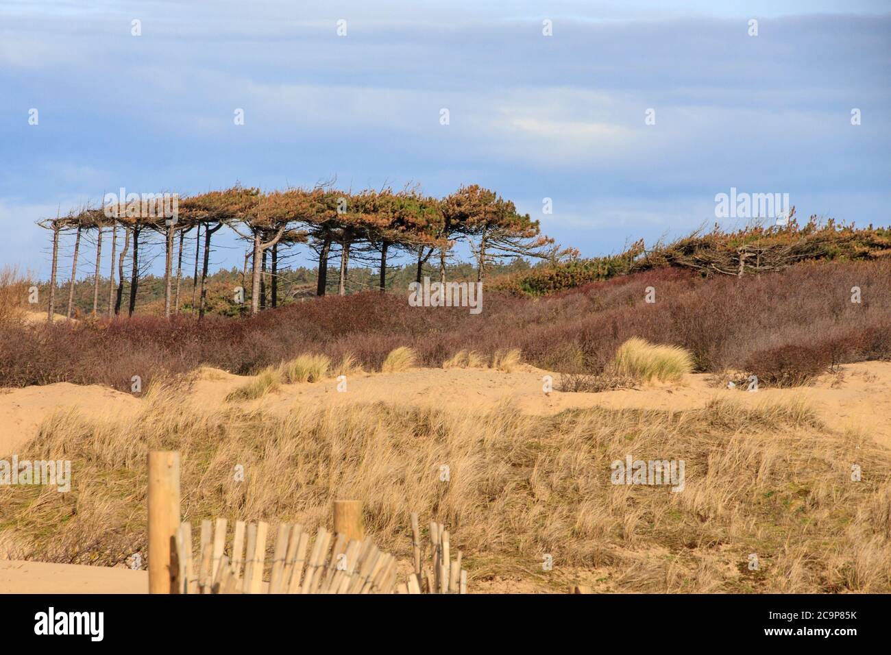 Formby pine sand dunes hi-res stock photography and images - Alamy