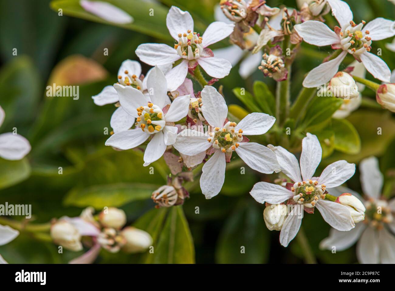 Beautiful fragrant flowers in an English park in Wolverhampton Stock ...