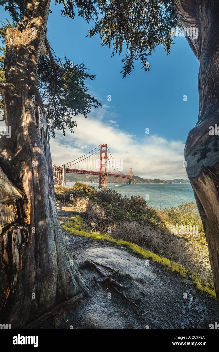 World famous Golden Gate bridge with tree's trunks on the foreground ...