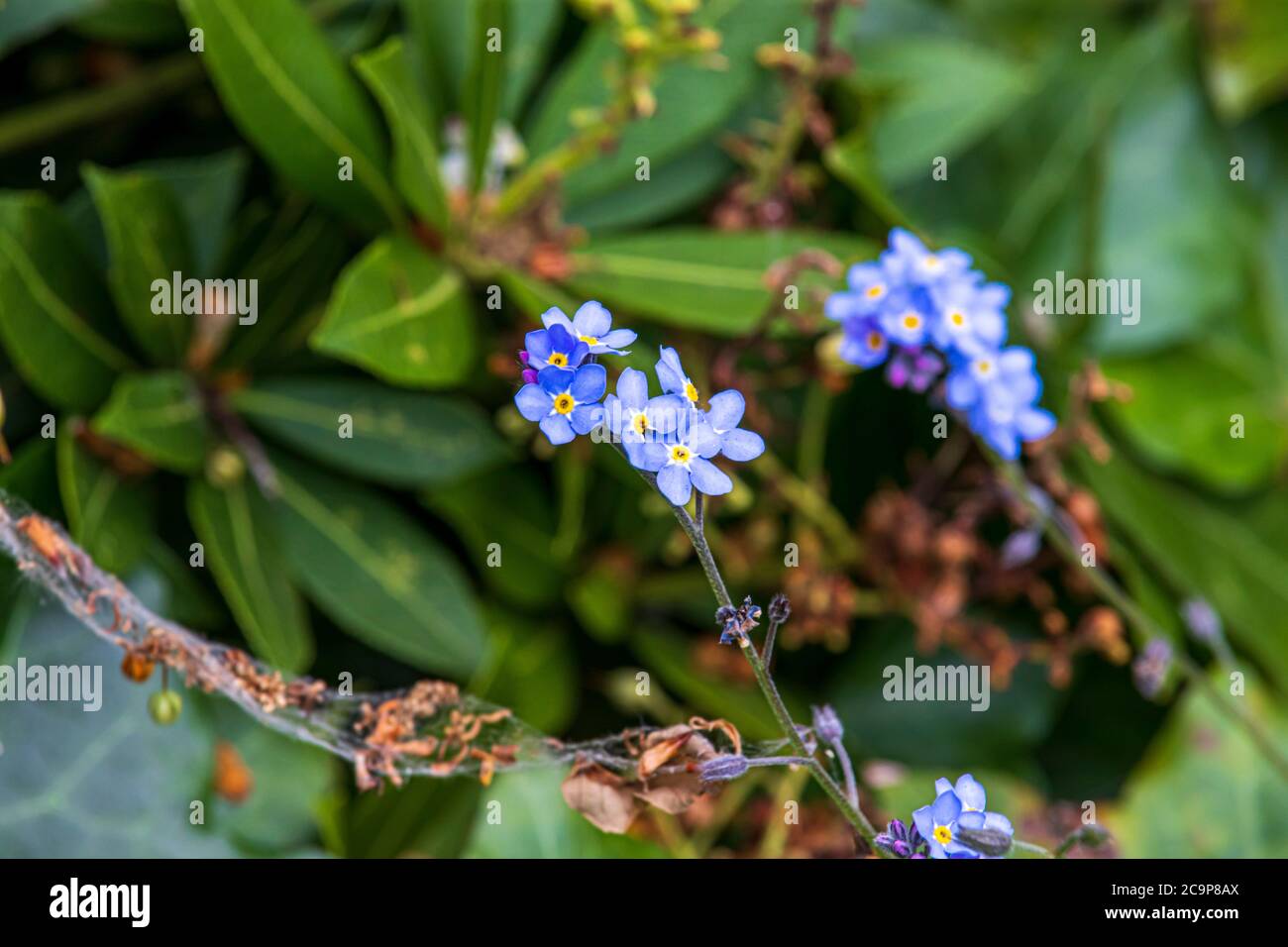 Beautiful fragrant flowers in an English park in Wolverhampton Stock ...