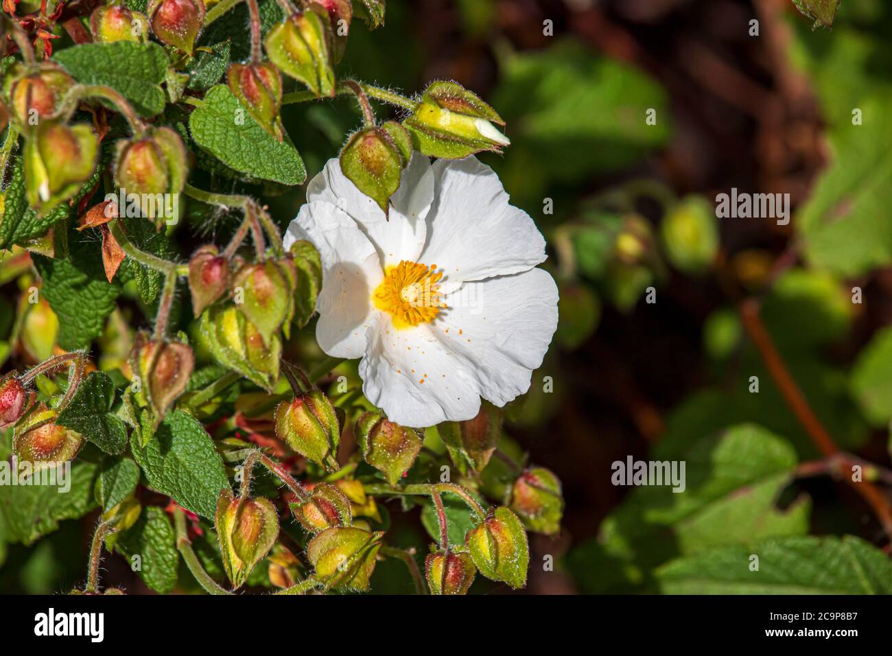 Beautiful fragrant flowers in an English park in Wolverhampton Stock ...