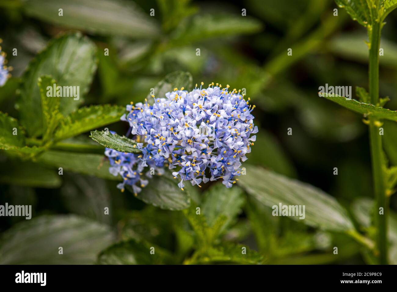 Beautiful fragrant flowers in an English park in Wolverhampton Stock ...