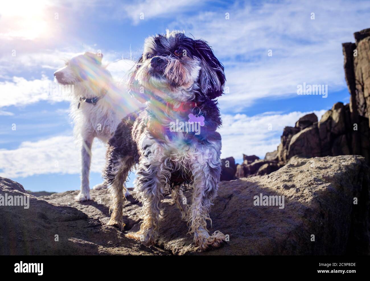 Dramatic view of two dogs on adventure exploring rocks at old quarry ...