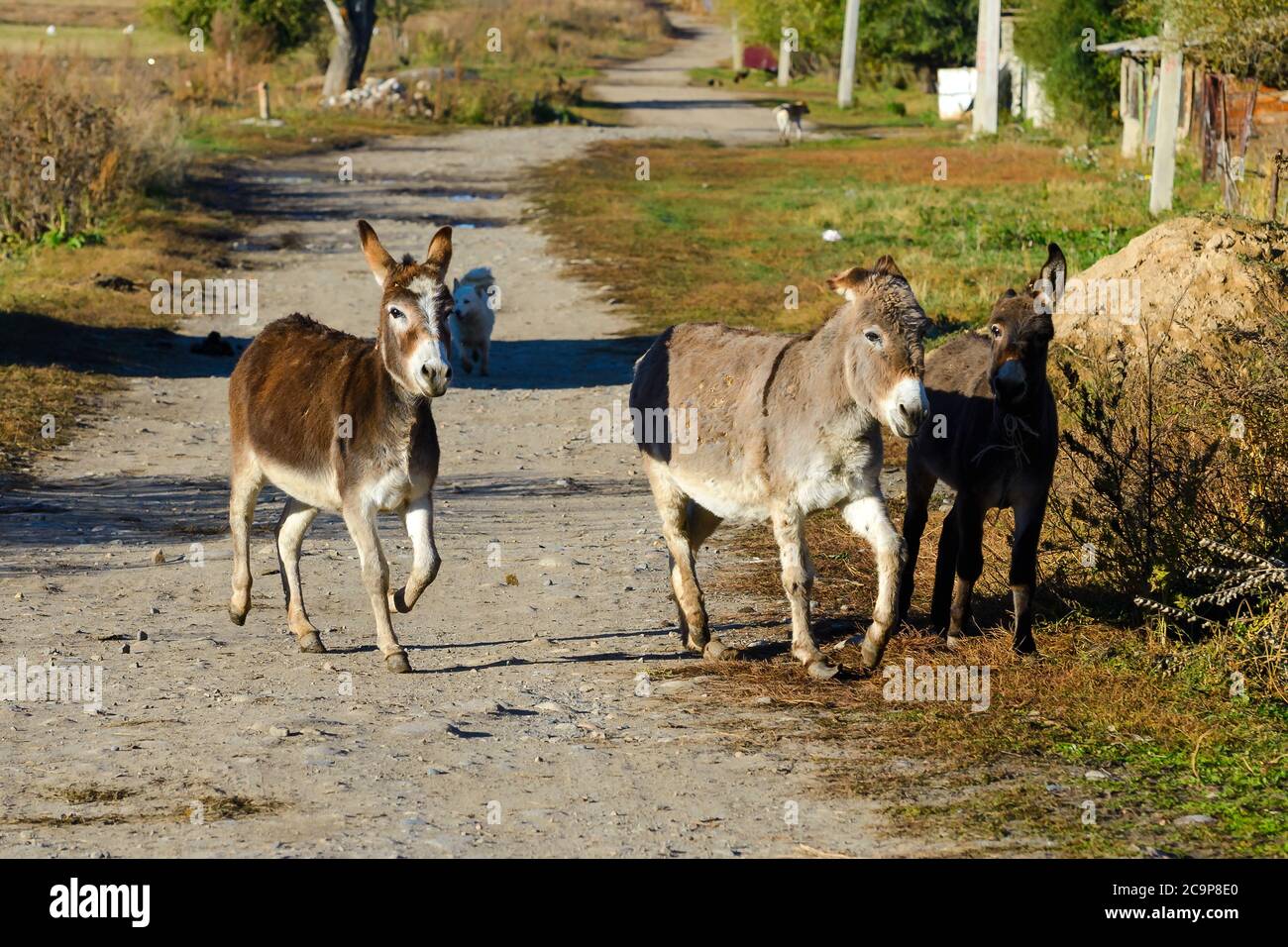 Helping animals hi-res stock photography and images - Alamy
